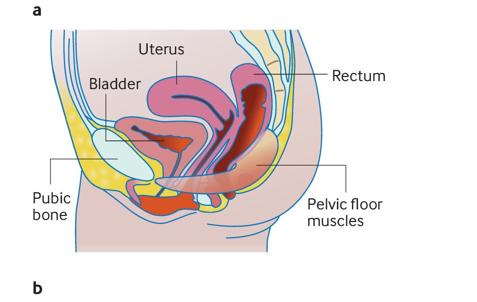 How strong is your pelvic floor? - by Gavin Giovannoni