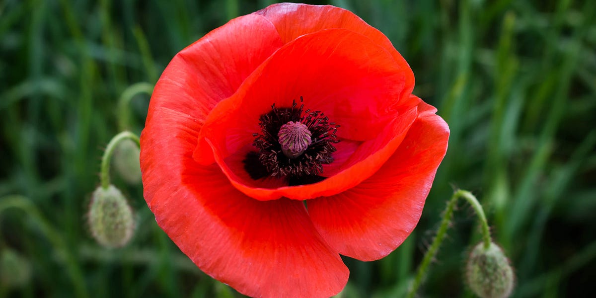 What If We’re at War? - by Nicolas Colin - Drift Signal