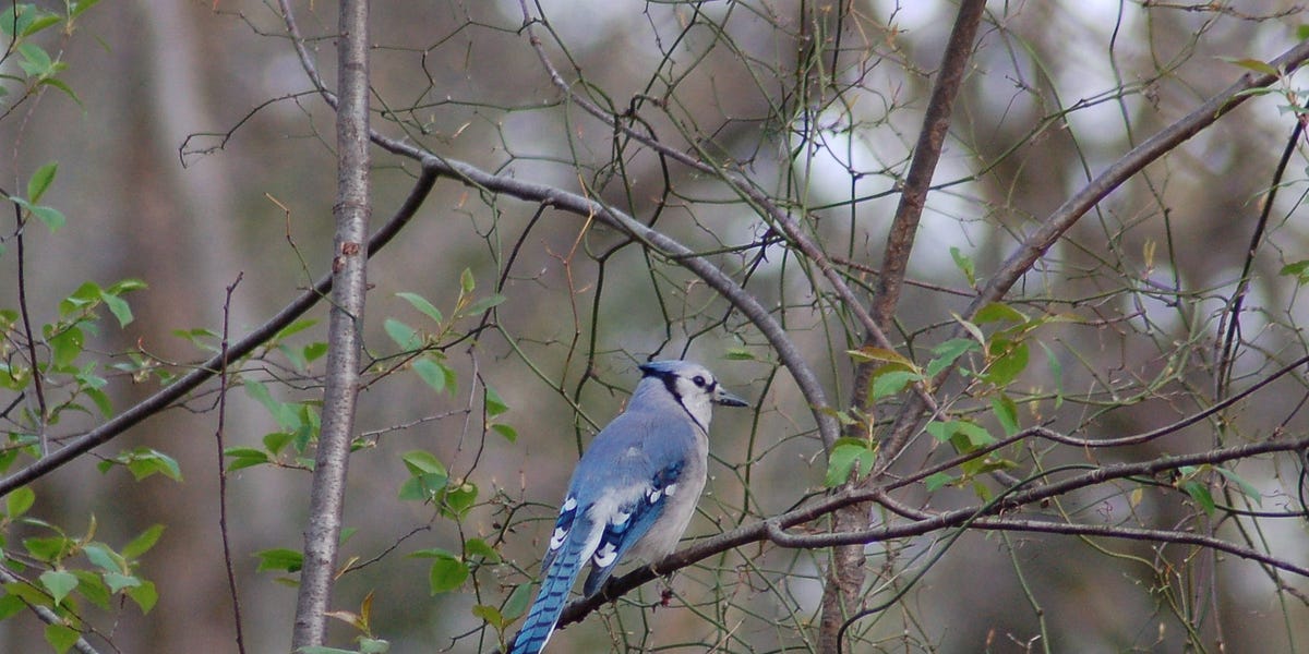 Hey There, Mr. Blue (Jay) - by John Dale Grover