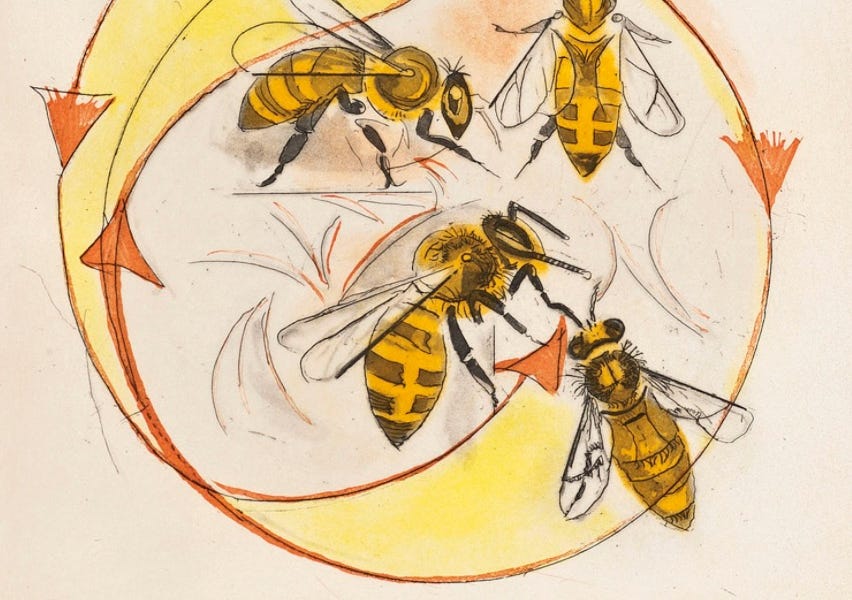 reditus - by Madoc Cairns - florilegium