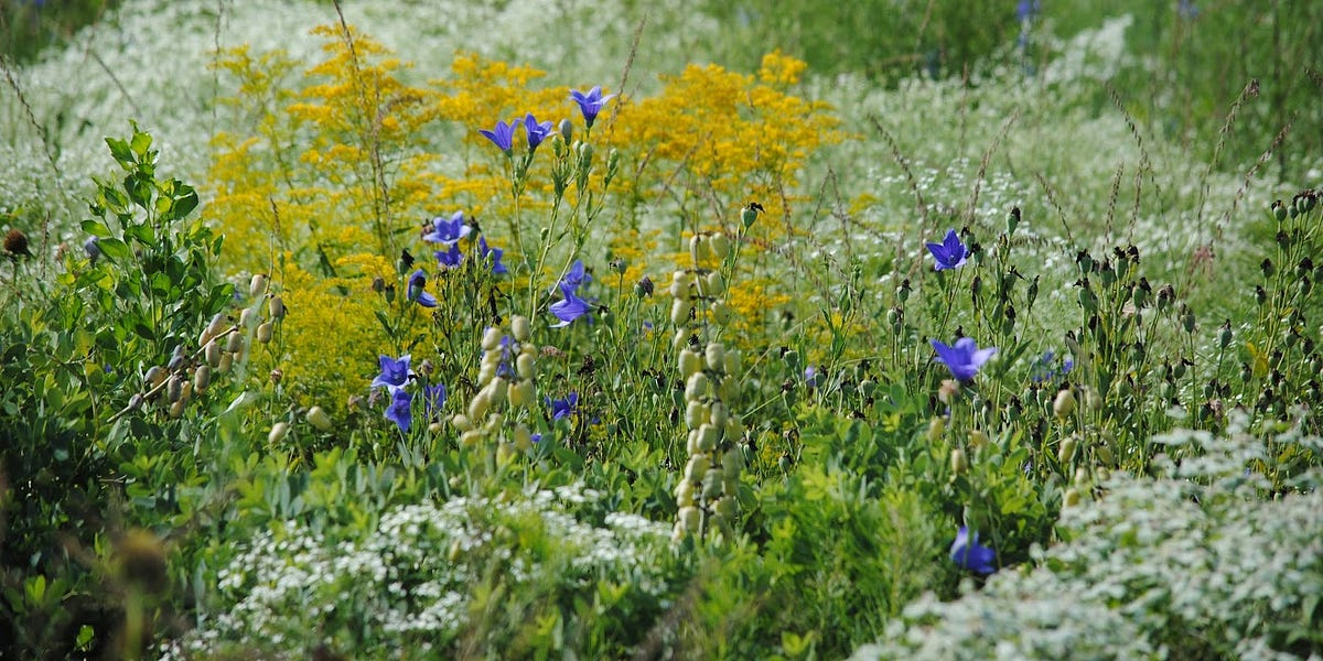 Make a New Plan, Stan - by Lolly Jewett - The Bees' Knees