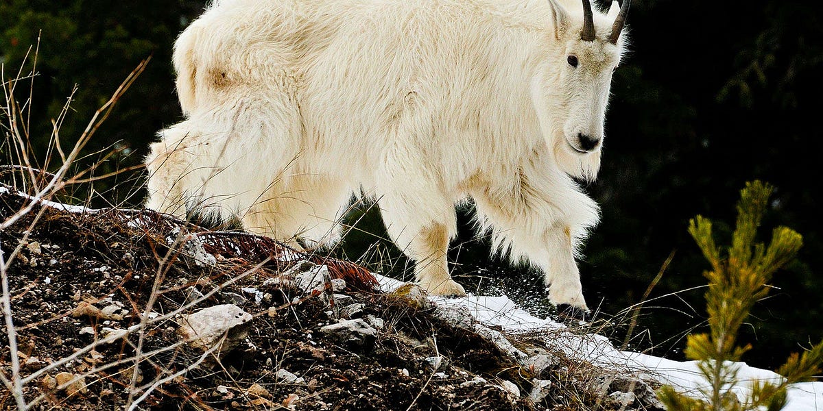GOAT Theory - by Fabio Rojas - Temple of Sociology