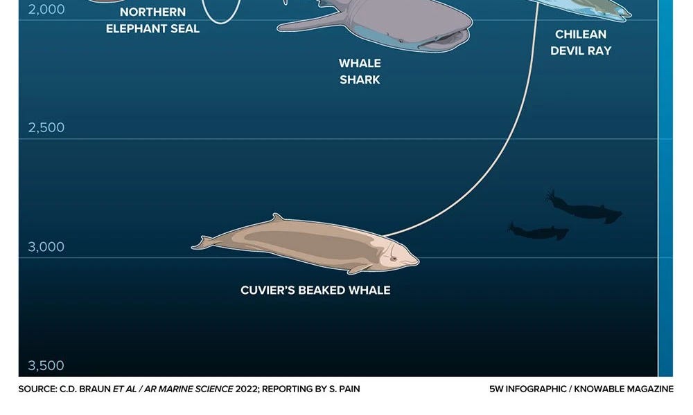 An ocean poster to print - by Mercy - My Montessori House