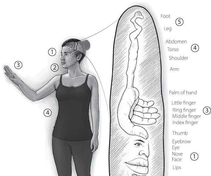 🧠 El cerebro y el espacio - by Ramiro Aznar