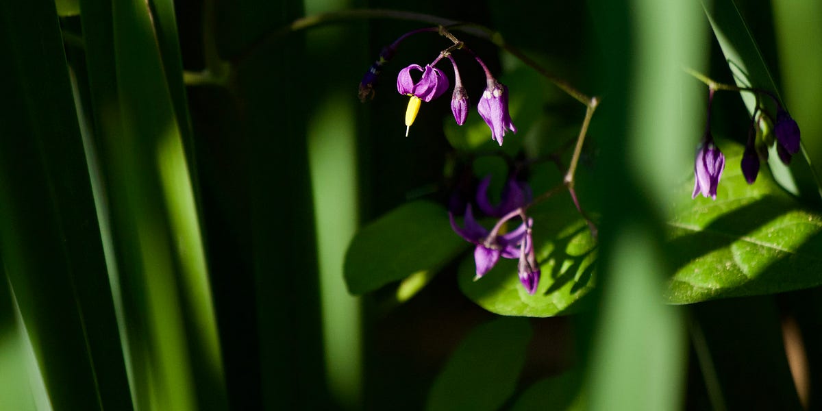 Two Degrees of Separation from a 🍟 - by Blake Irvin