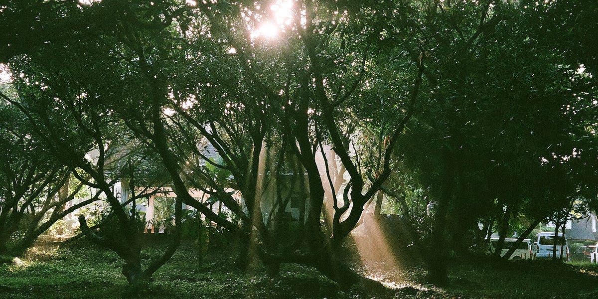 Goodbye, Tree - by Arielle Acosta - stretches