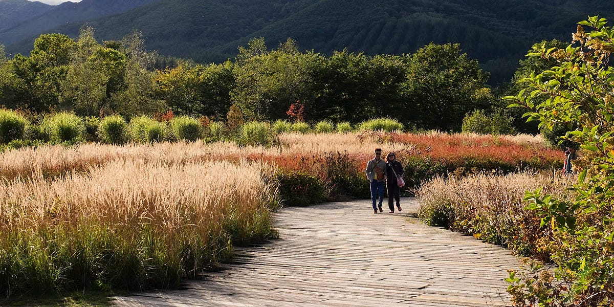 The 1000 Year Garden Edition - by Colin Nagy