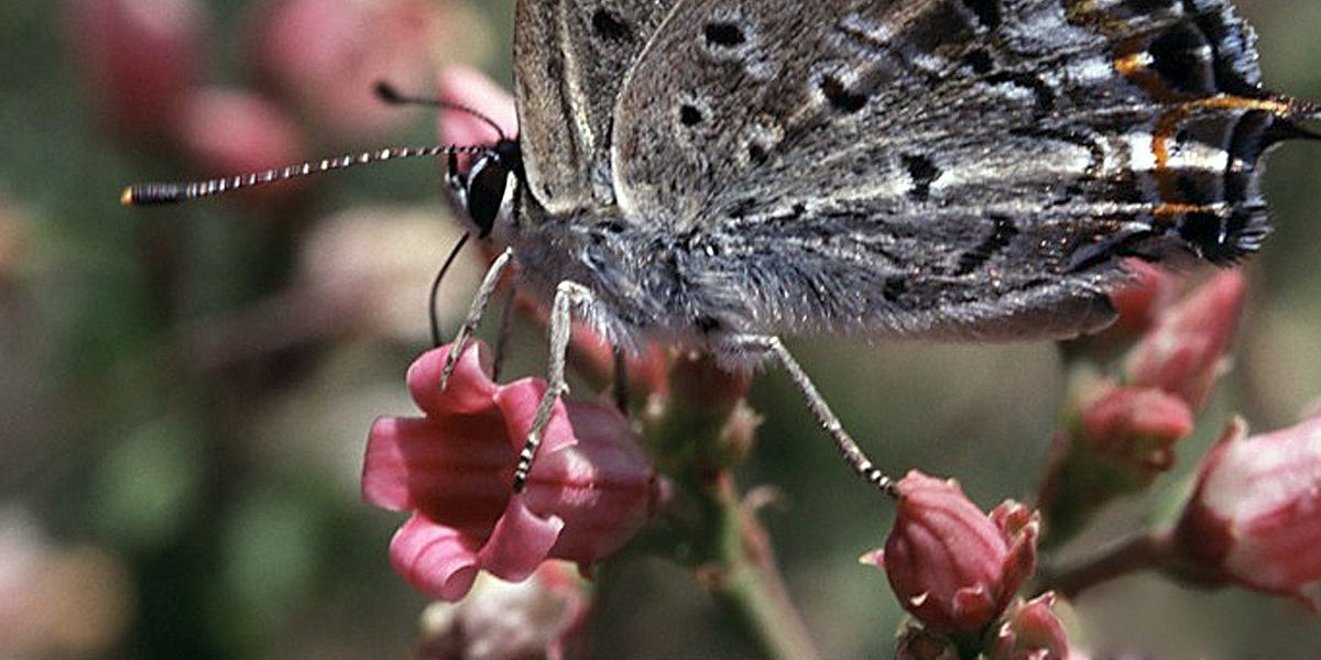 Vanishing butterflies and solar scuffle