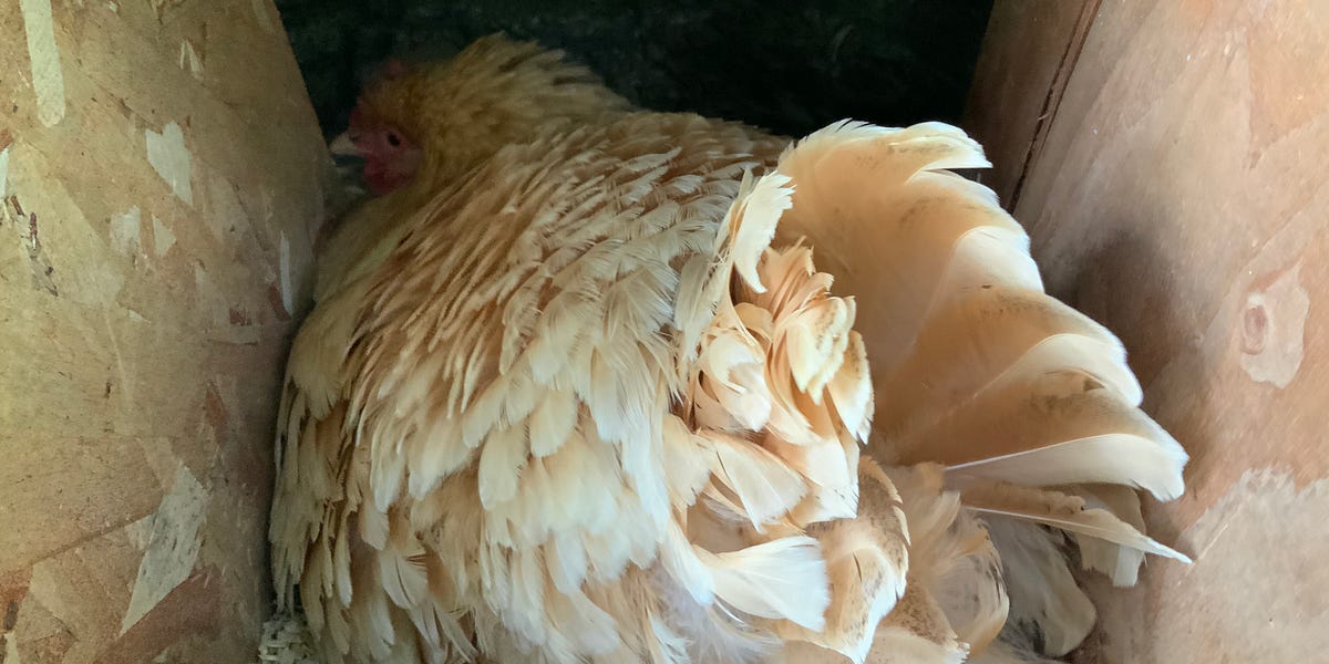 A Chicken Tale and a Behind the Scenes Peek
