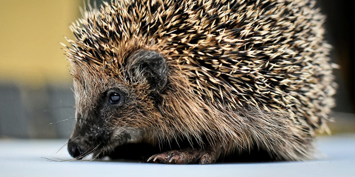 Neurodivergence, trauma, masking and protection mechanisms