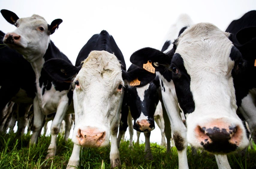 How animal farts could help teach kids about climate change