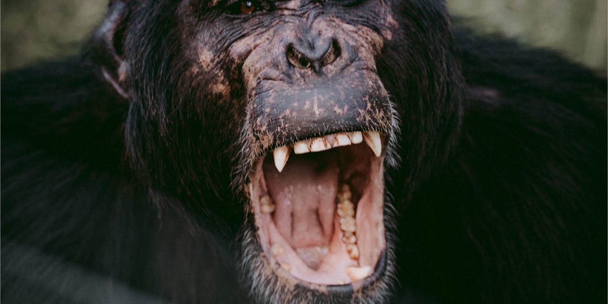 The everlasting, poo-flinging war of the nutpickers