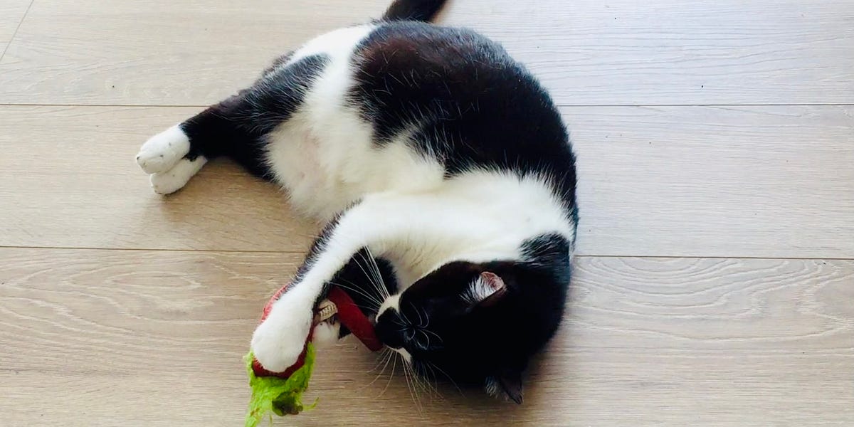 A Very Important Cat - by Kitty Freddy