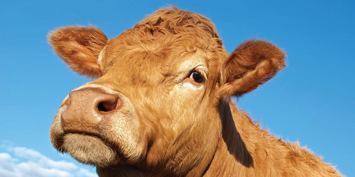 The Secret Life of Cows by Rosamund Young - by PP