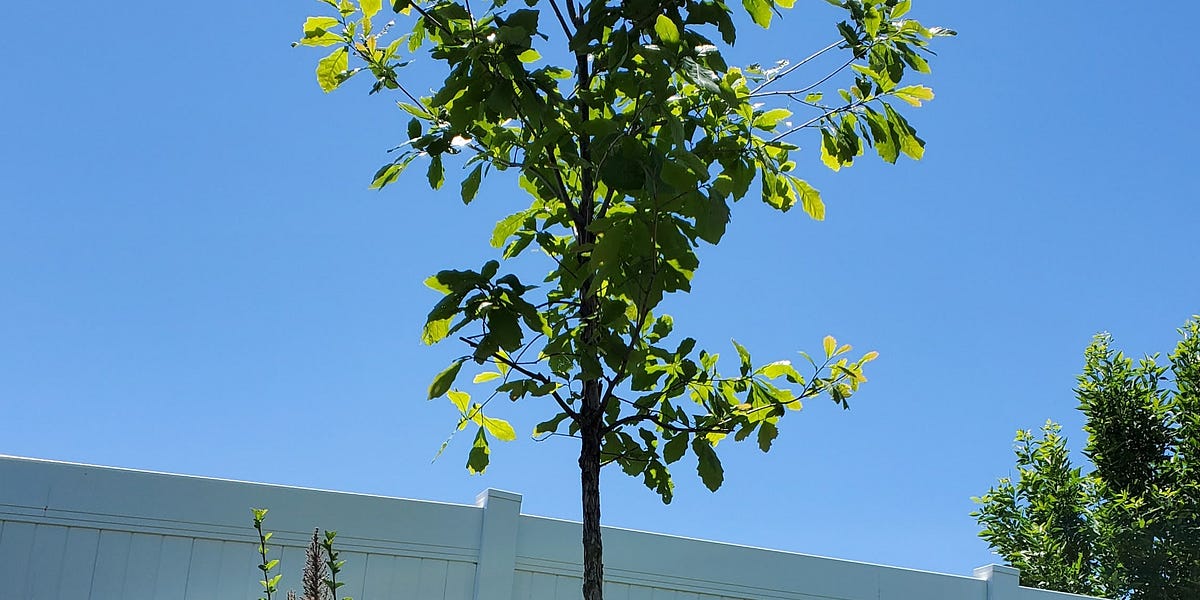 Planting Trees - by Kyle Evans - Prodity: Product Thinking