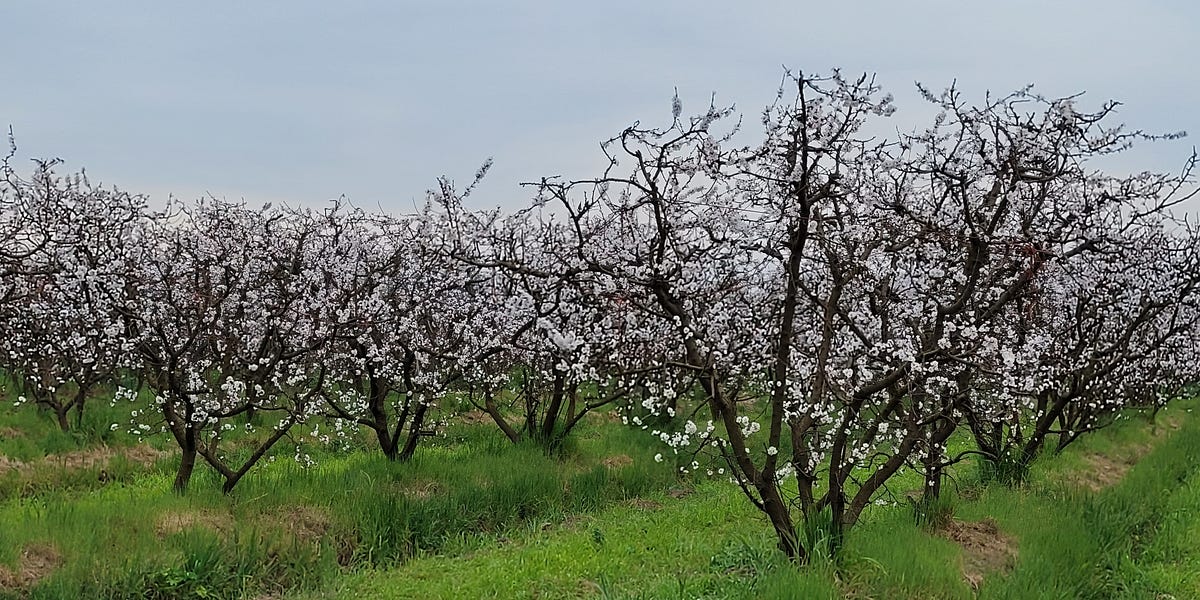 The Appeal to Authority or Credential Fallacy