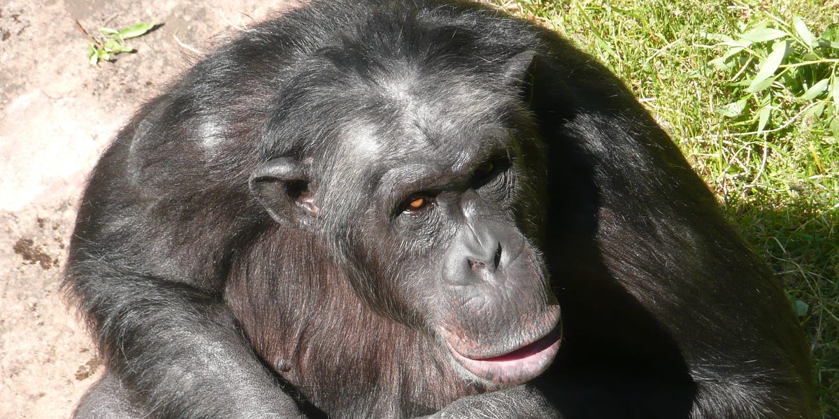 The mischievous plans of Santino the chimp