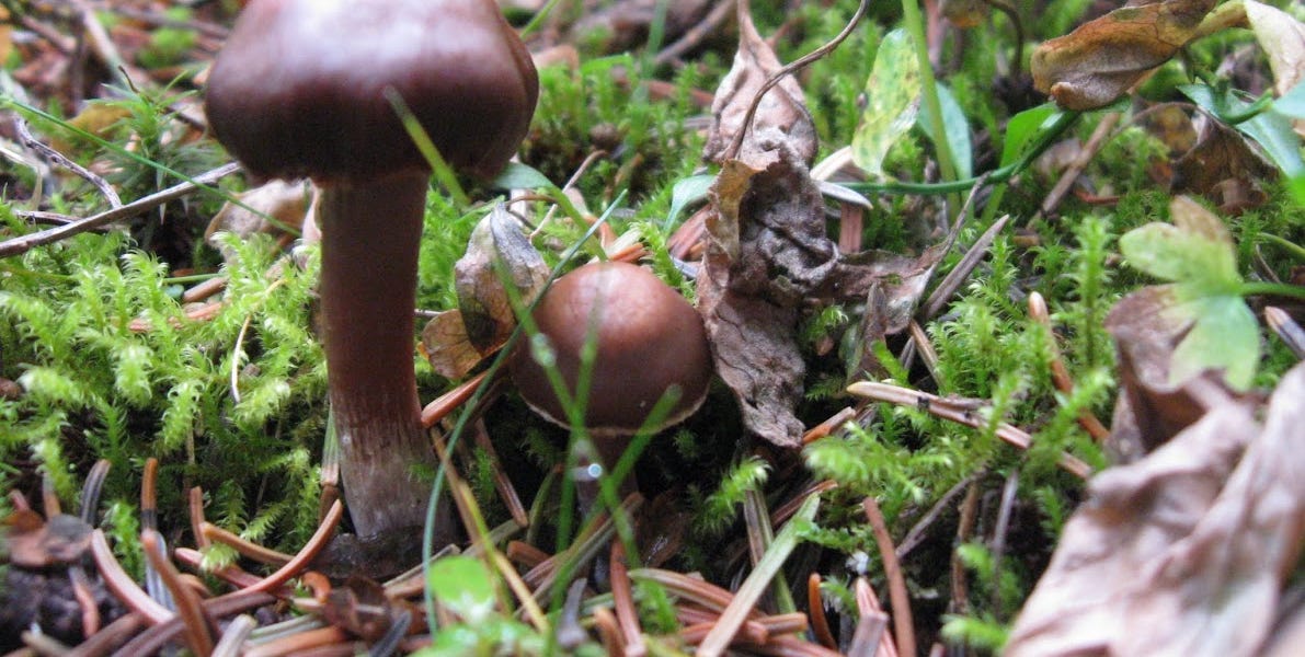 writing about economic hope - Ari Sahagún's bumper stickers