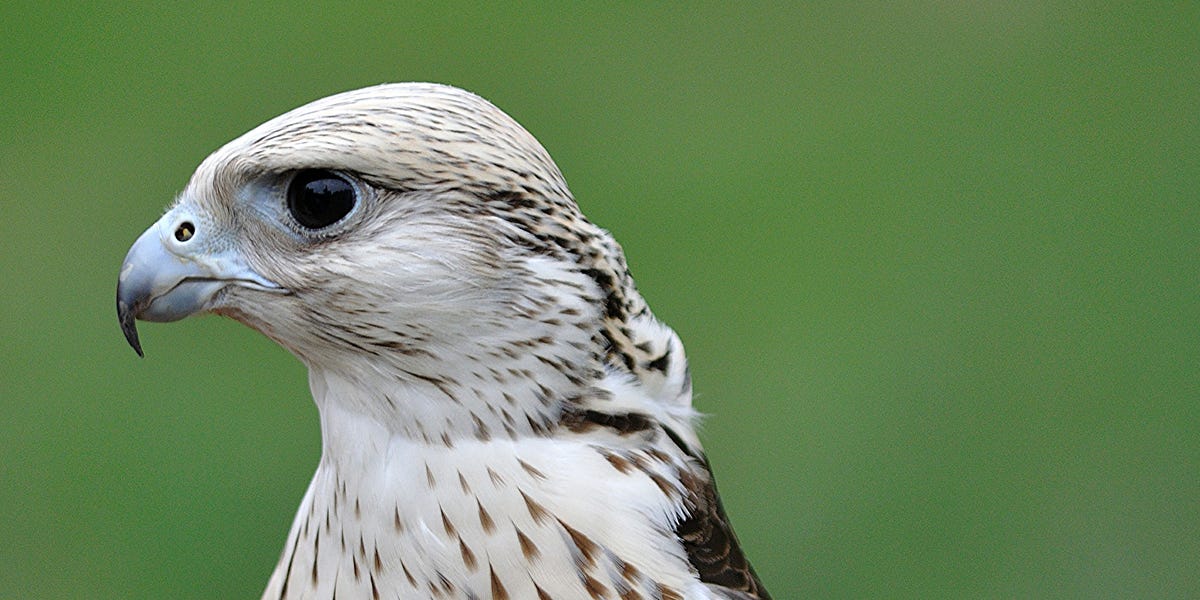 The Age of Emotion - Christopher Falcon