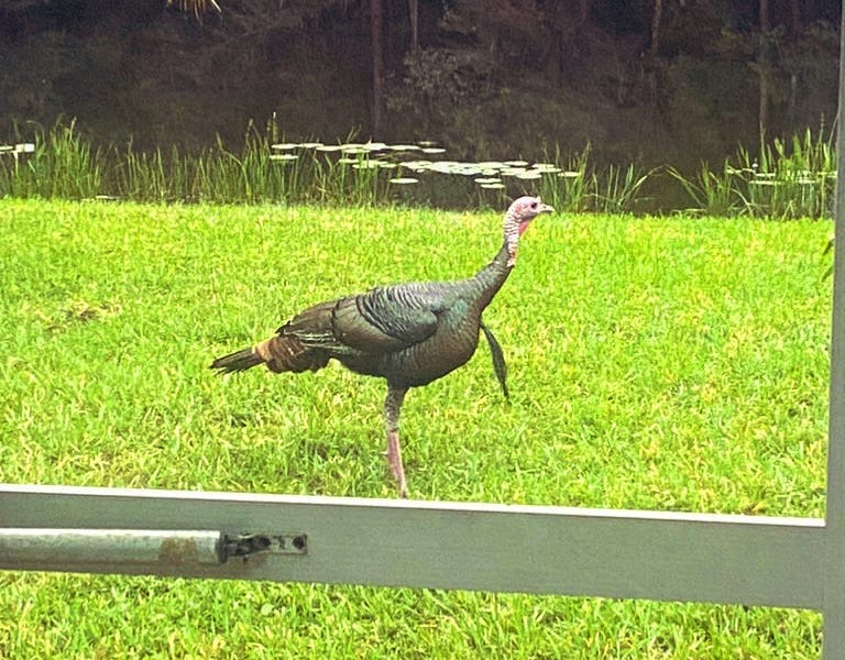 The Timing of a Turkey - by Drew Garabo