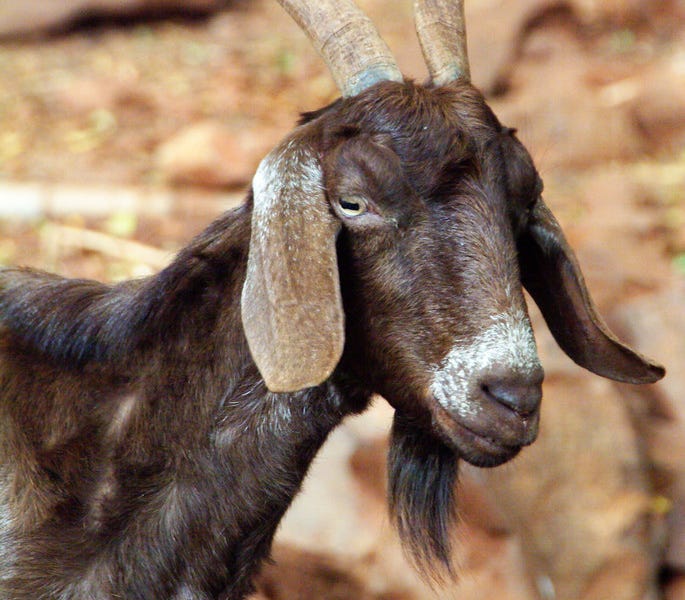 Top 5 Meat Goat Breeds - by Livestock News New England