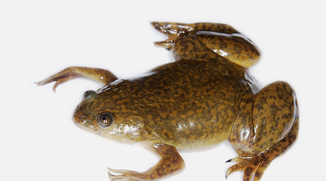 The frog that murders everything and also tells you if you're pregnant