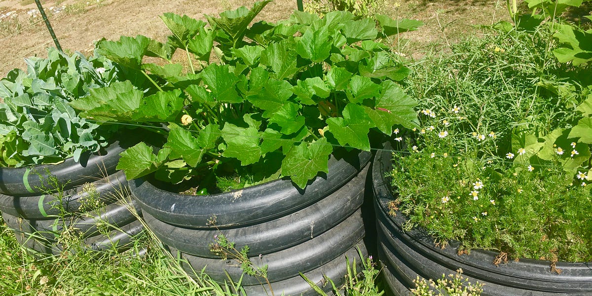 Apocalypse Garden - by James L. Moore - The Backeddy