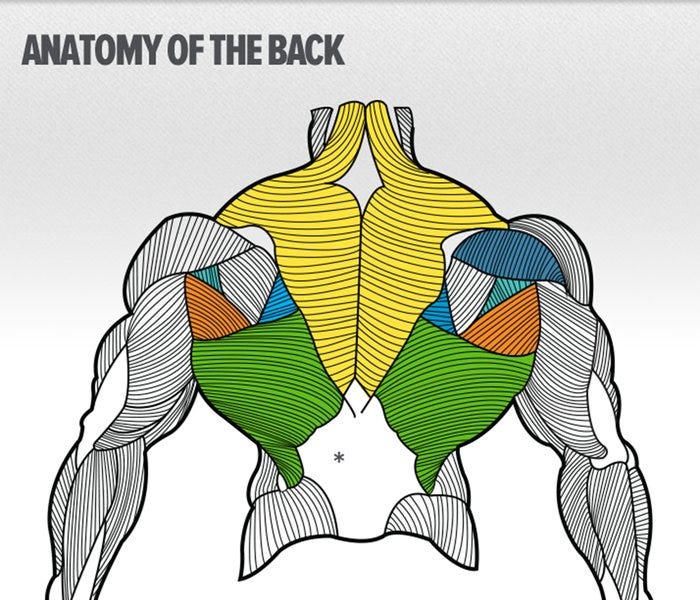 Your Guide To Training Back + Thickness vs Width