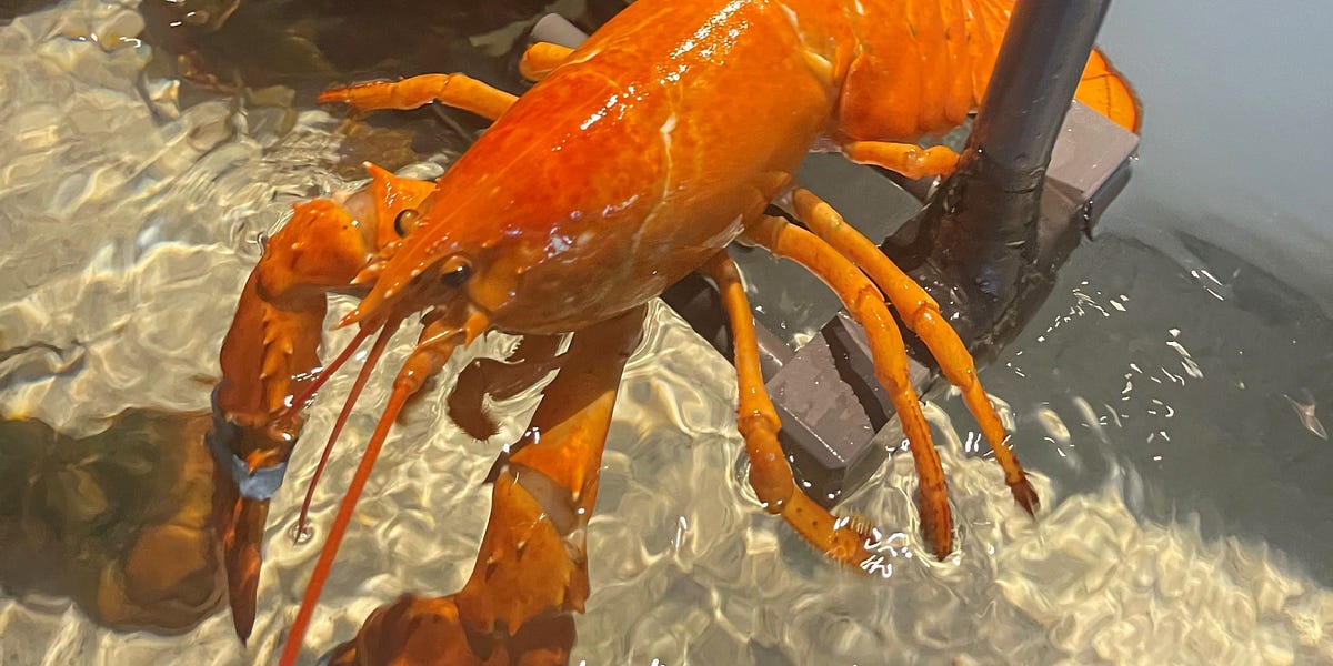 How Cheddar the Lobster Went From the Pot to a Forever Home