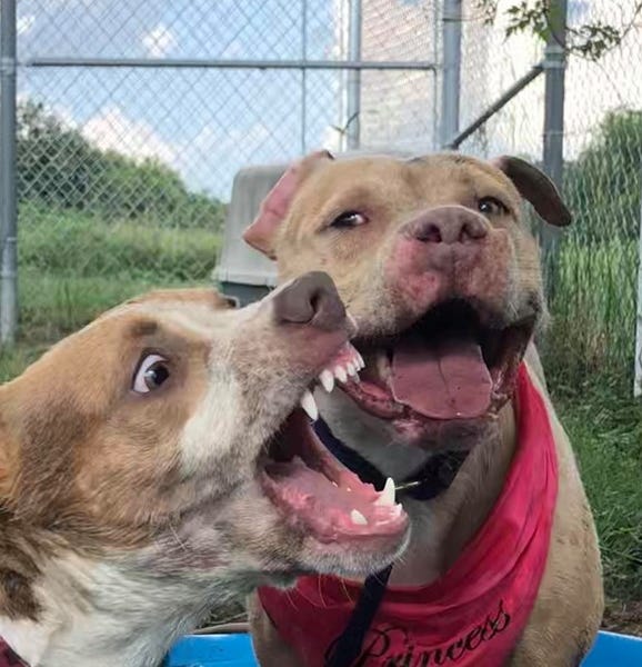 Failing Dogs - Nathan Winograd