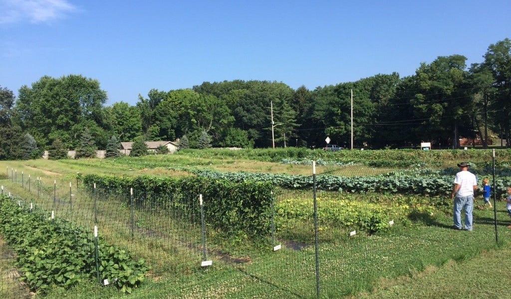 The Pickery—as Fresh as it Gets - by Mark Wright