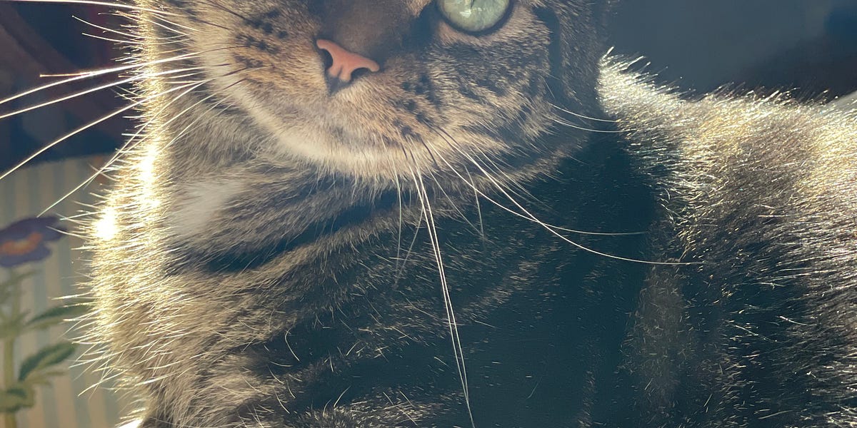 The Stoic's Struggle - by Jane Ehrenfeld - Whimsy and Pique