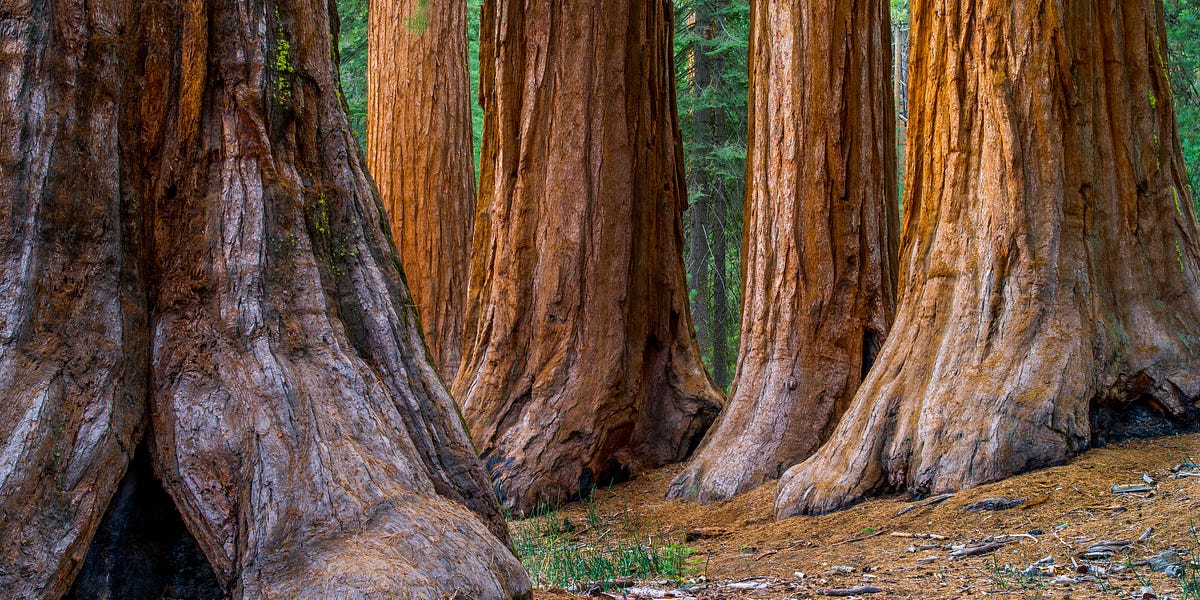 King Sequoia! Behold! Behold! - by Shaun Usher