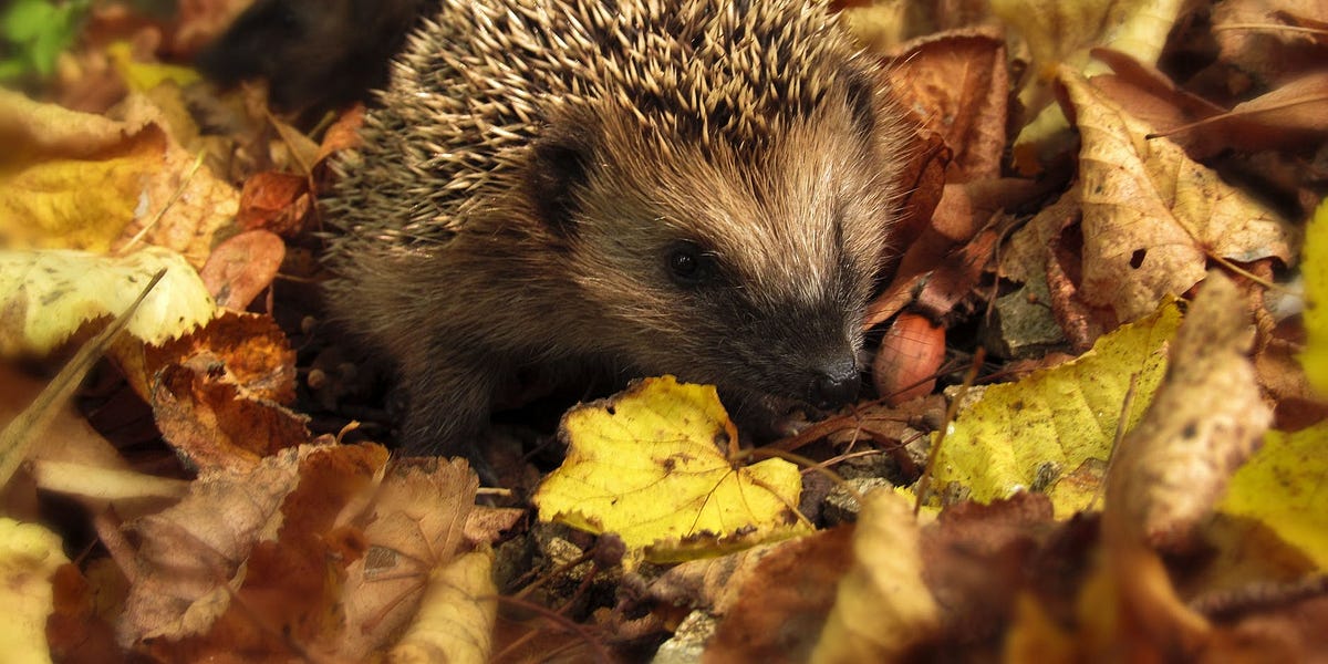 Mental Pivot #29: Foxes, Hedgehogs, Happiness