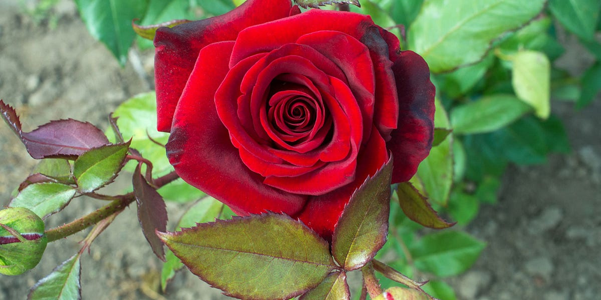 A name by any other rose… - chewing the cud with chad