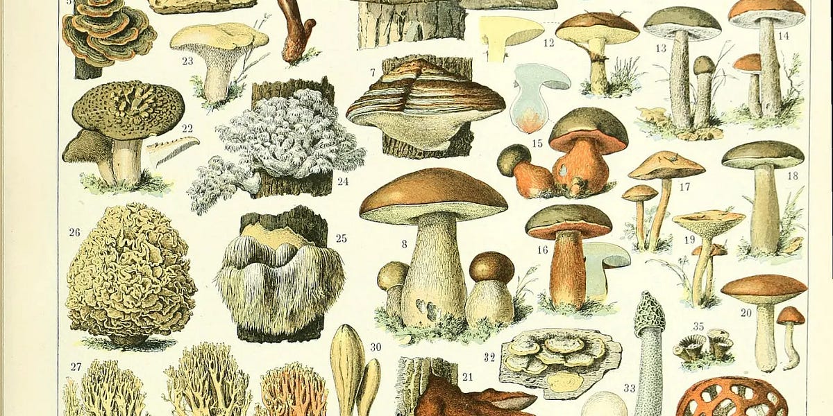 The Five Million Epiphanies of Mycelium Teleology