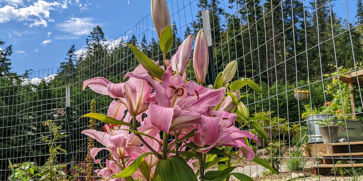 Joy as Resistance - by Hillarie Maddox