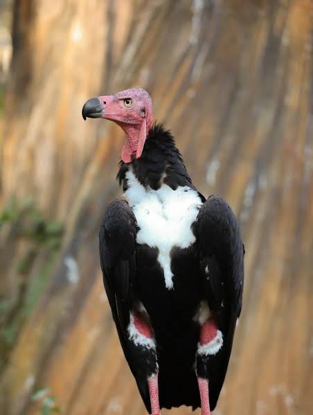 5 Endangered Birds of India. - Reverberating Decibel