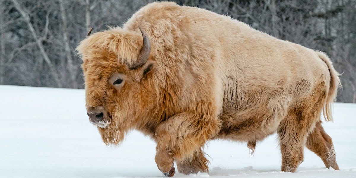Métis Crossing: Where rare white bison roam