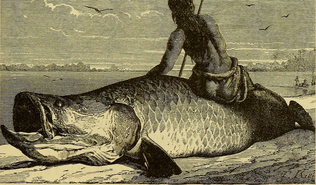 Consider the pirarucu