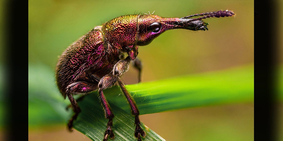 The Trial of the Weevils - Ancient Origins UNLEASHED