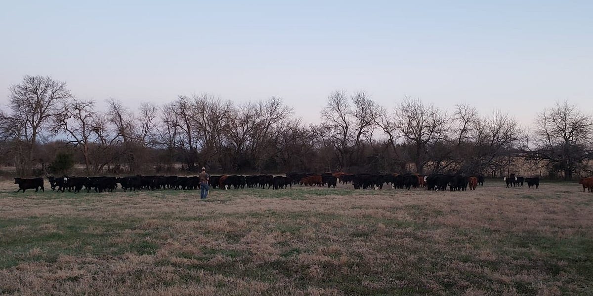 I Gotta Go Julia, We Got Cows! - Going Agrarian