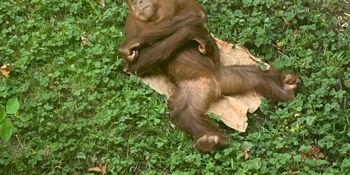 Rebirthday Season - by iris - microdose the rainbow