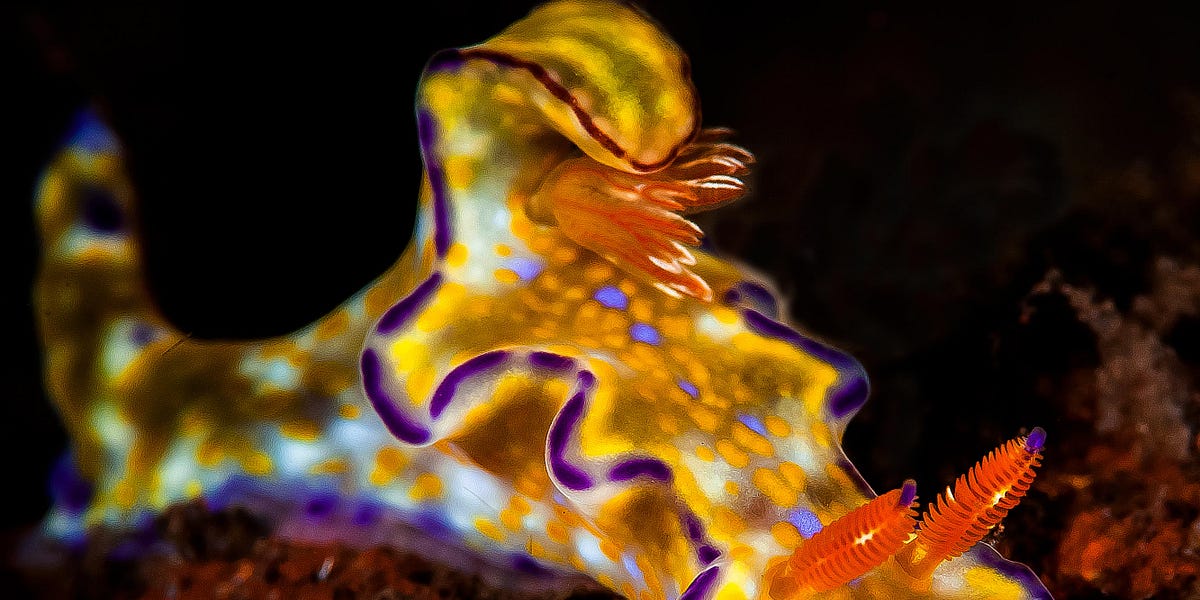Nudibranchs: The Jewels of the Sea - Ocean Pulse