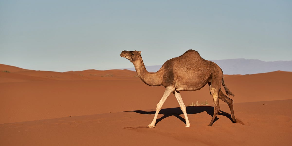 papo de kamelo #001 | a ascensão dos kamelos depois dos unicórnios