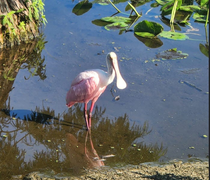 Early Retirement - Two Month Update - by Allen Valentine