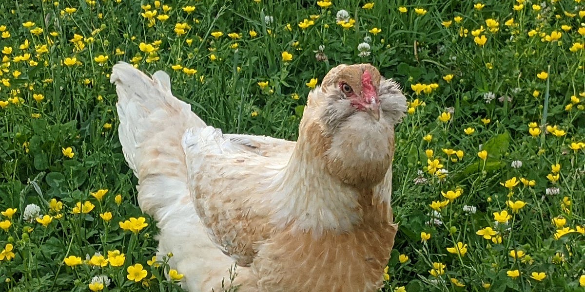 Bloom, you beautiful thing - by AC Shilton