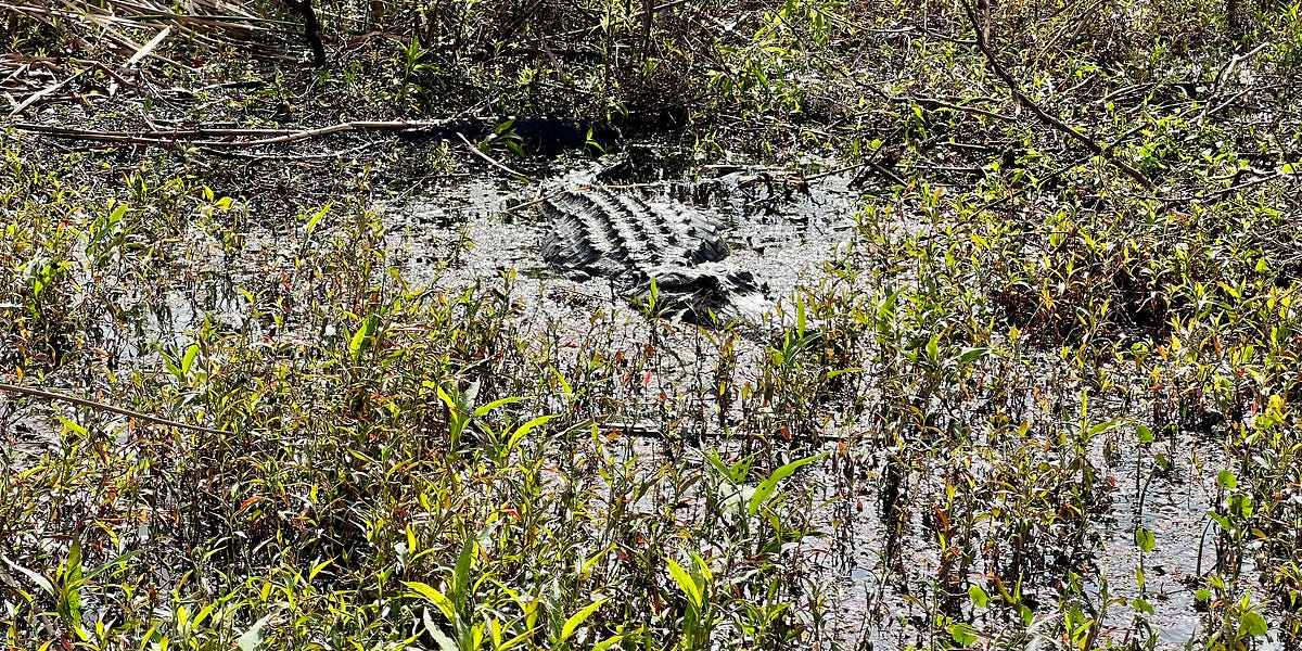 Swamp Chickens and Trashy TV - Emma Straub's Newsletter