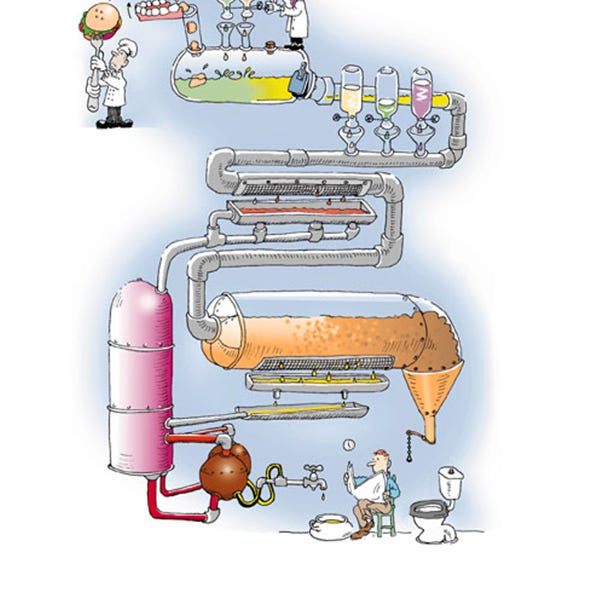 Poem 2 - Human Digestive System - by Avani Jain