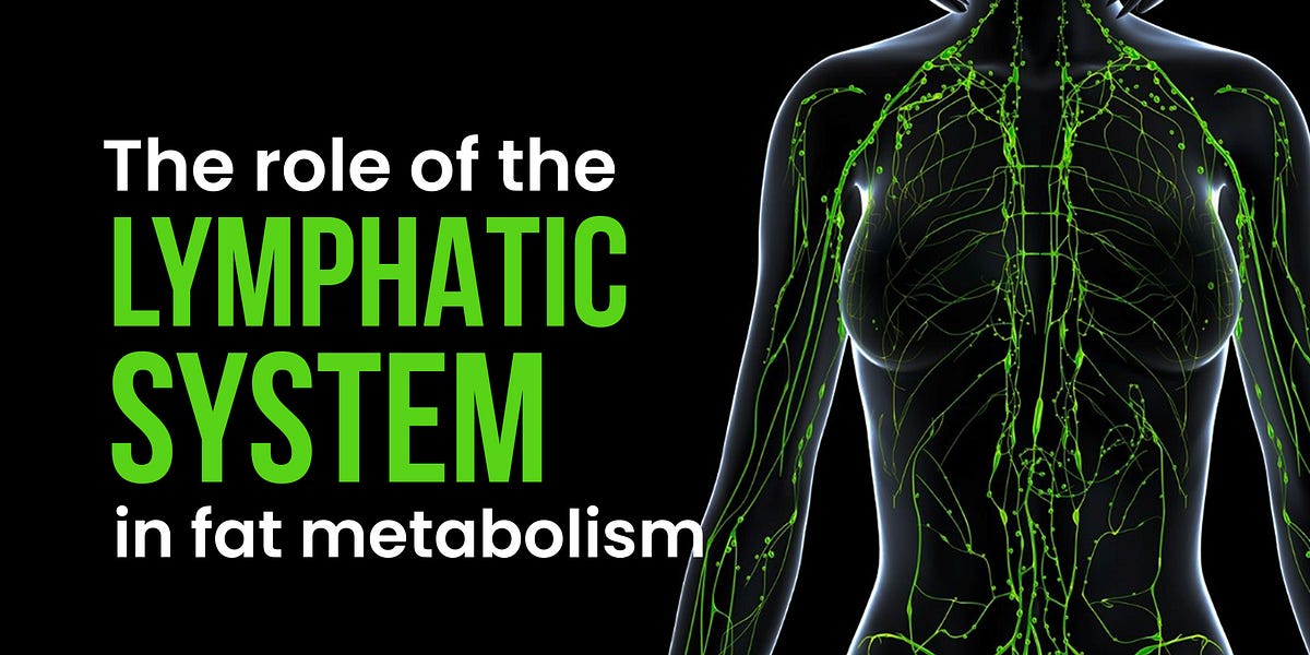 010: The role of the lymphatic system in fat metabolism